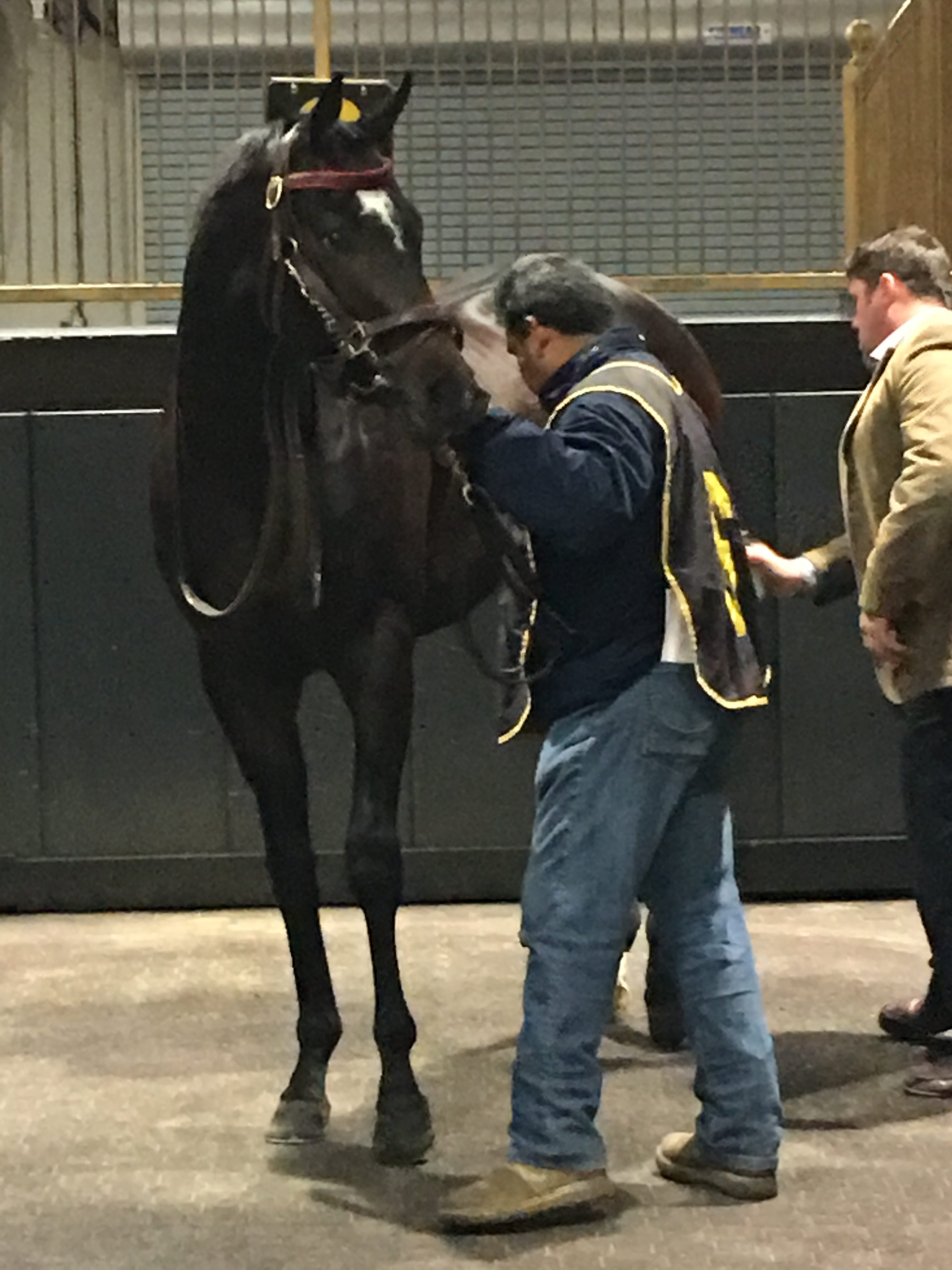 Breeding - JohnMel Stables Inc.