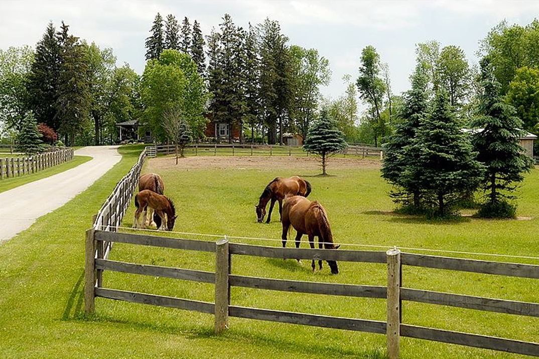 Homepage - JohnMel Stables Inc